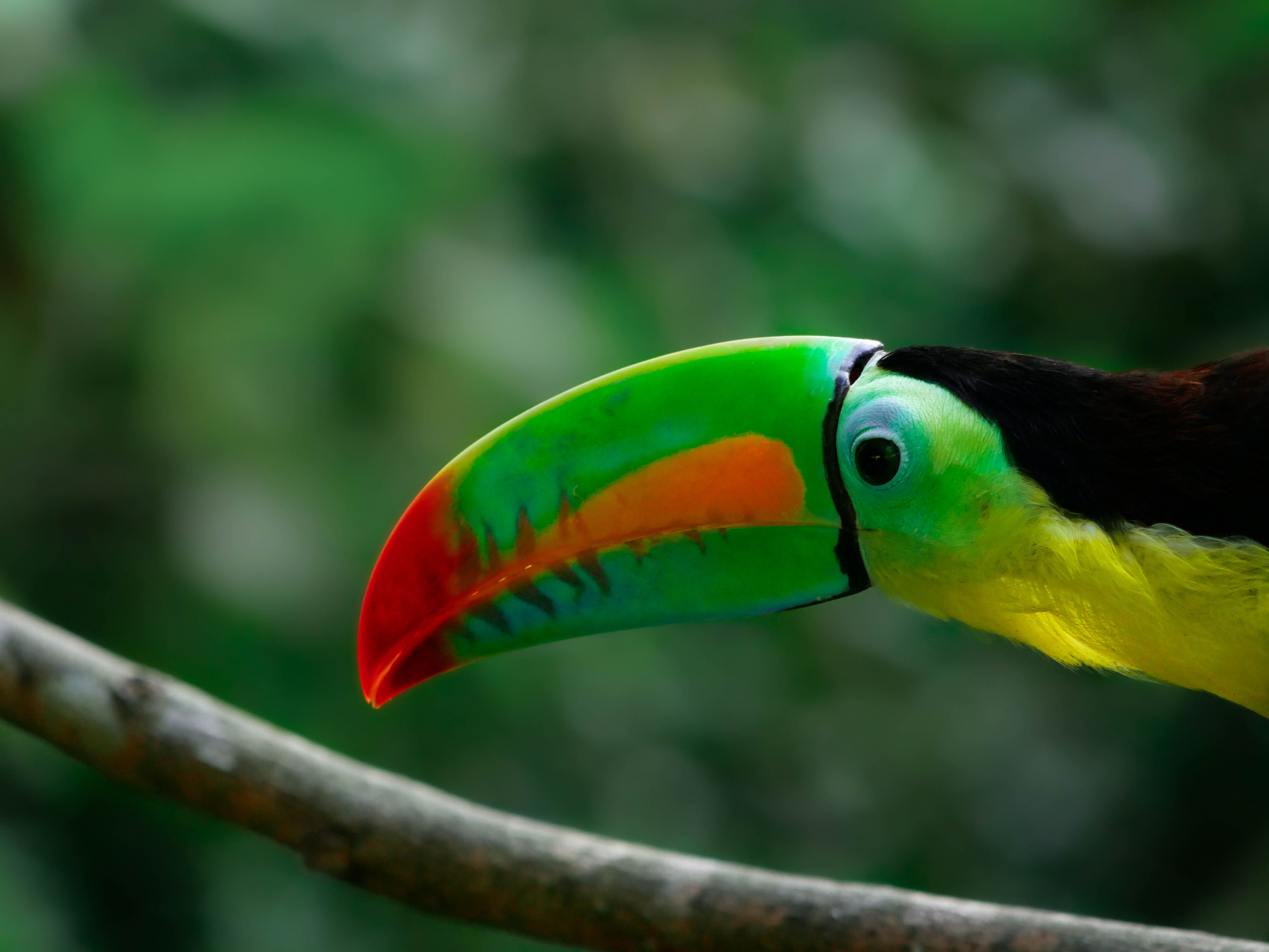 Daniel Short | Researcher NH | The Talent Manager